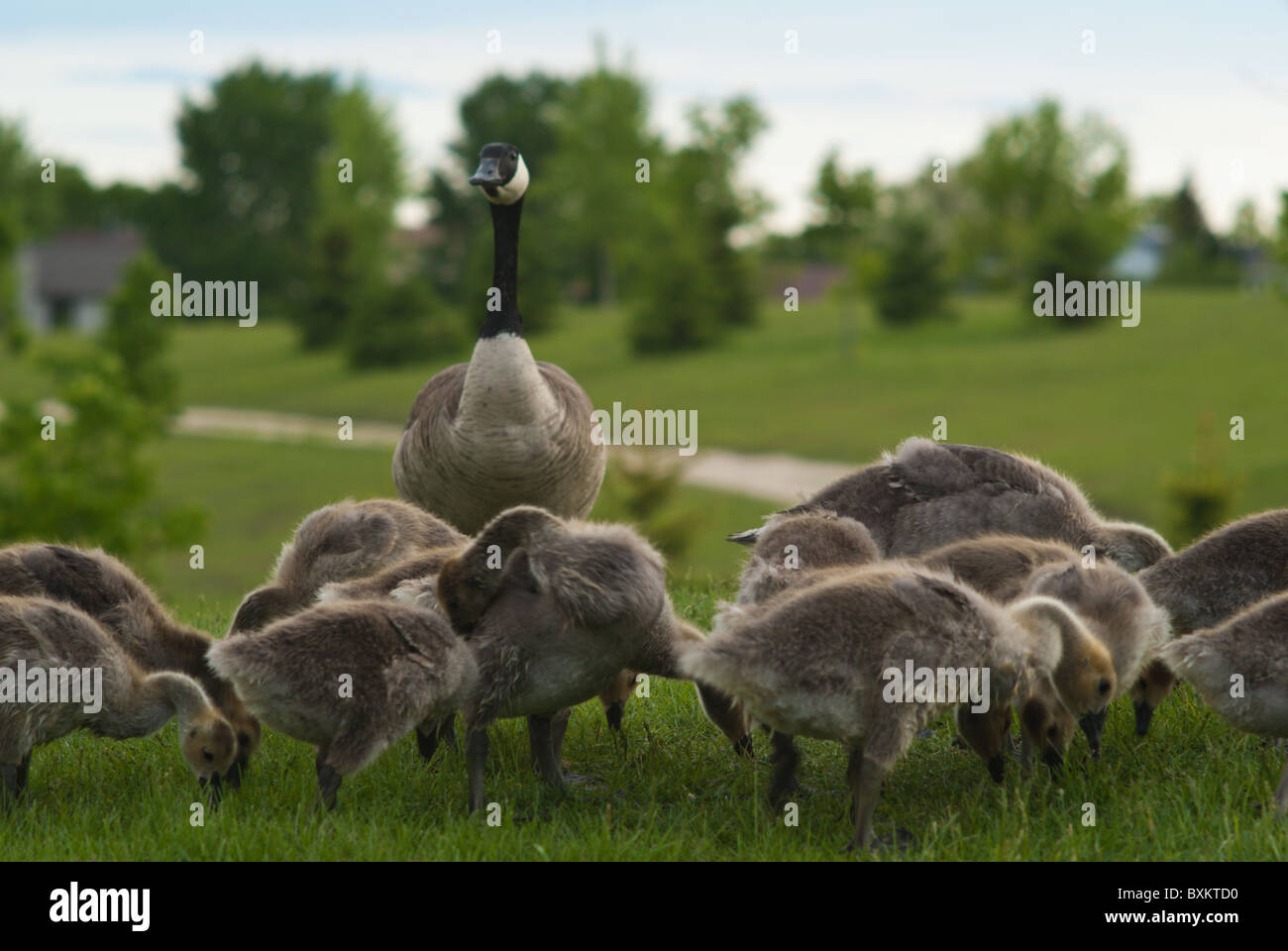 Canada geese young walk hi-res stock photography and images - Alamy