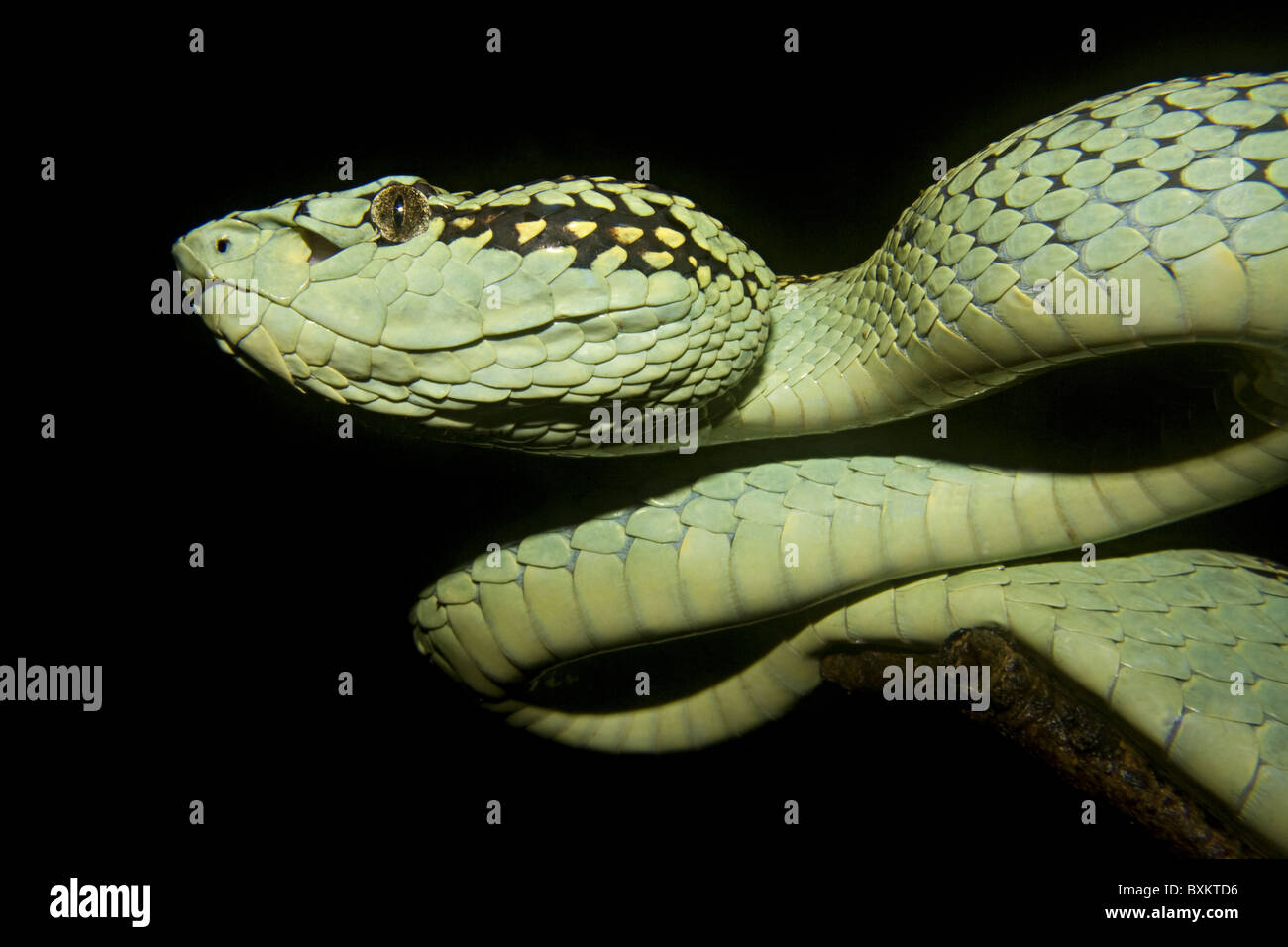 Pit viper hi-res stock photography and images - Alamy
