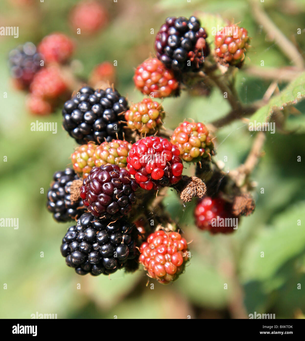The fruits of the Bramble or Blackberry (Rubus fruticosus) bush ...