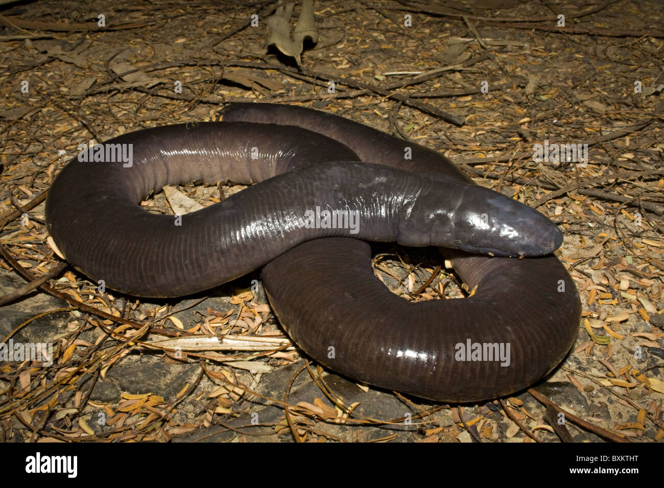 Caecilian or caecilians hi-res stock photography and images - Alamy