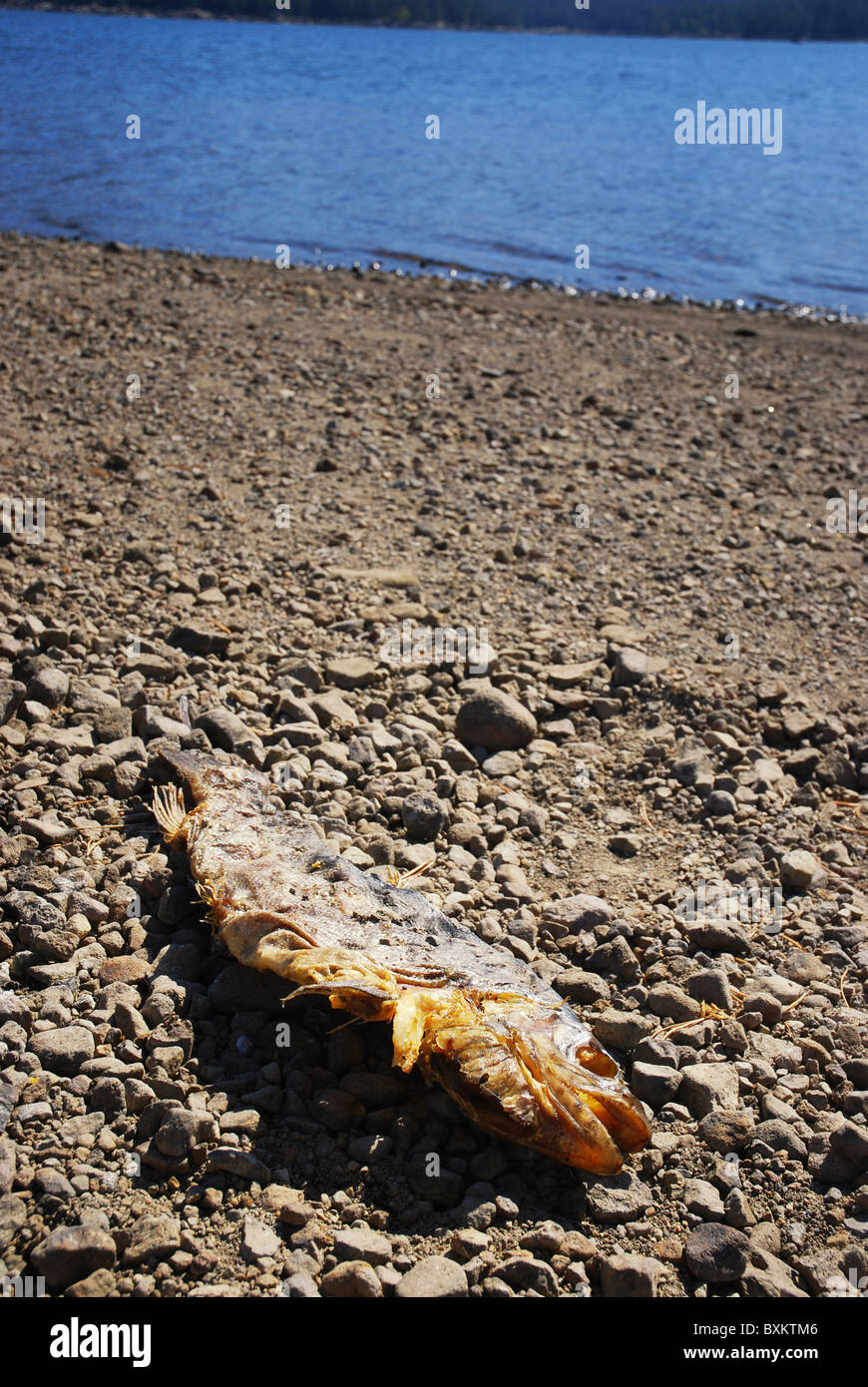 German brown trout hi-res stock photography and images - Alamy