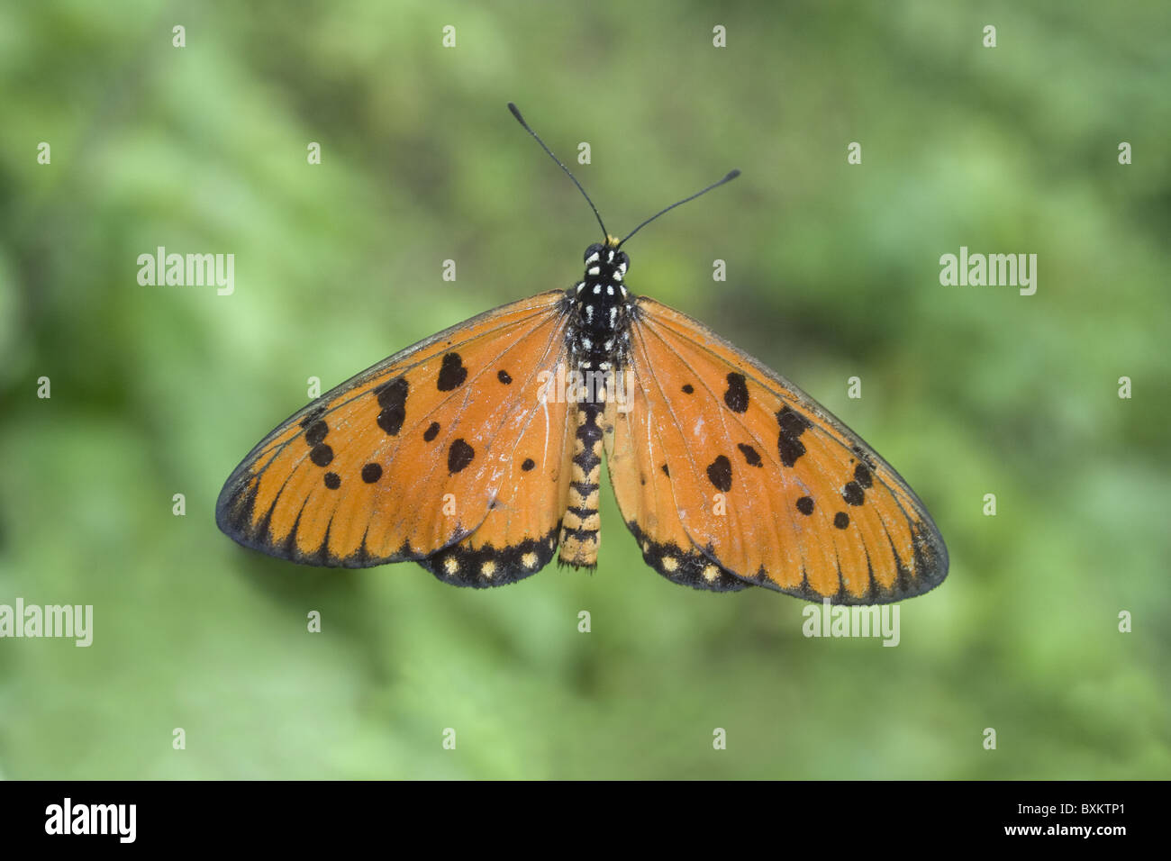 Coster butterfly hi-res stock photography and images - Alamy