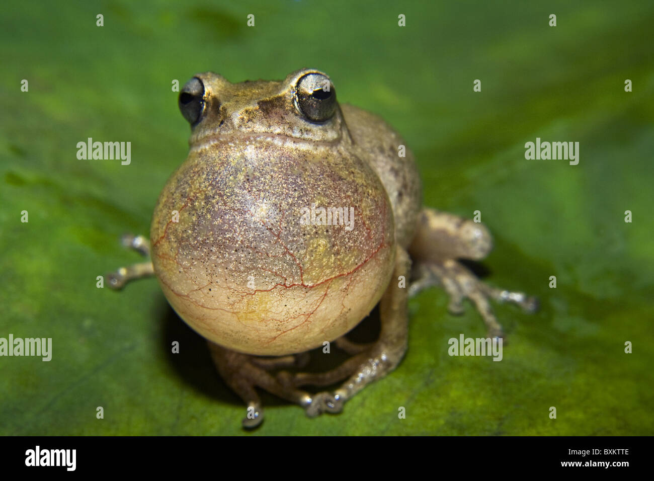 Bush Frog sits on a leaf Stock Photo - Alamy