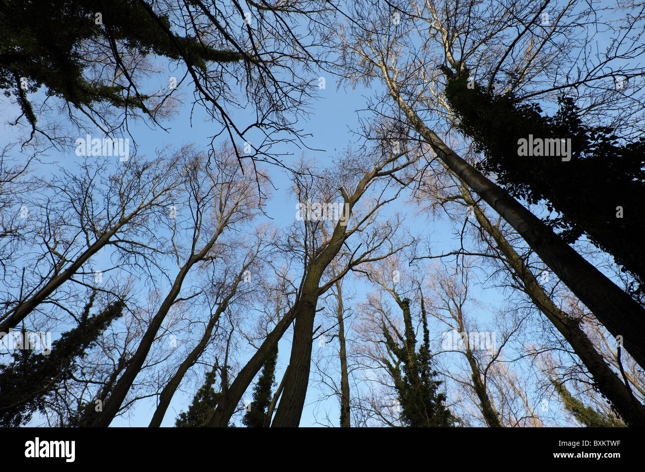 Looking up through trees in winter Stock Photo - Alamy