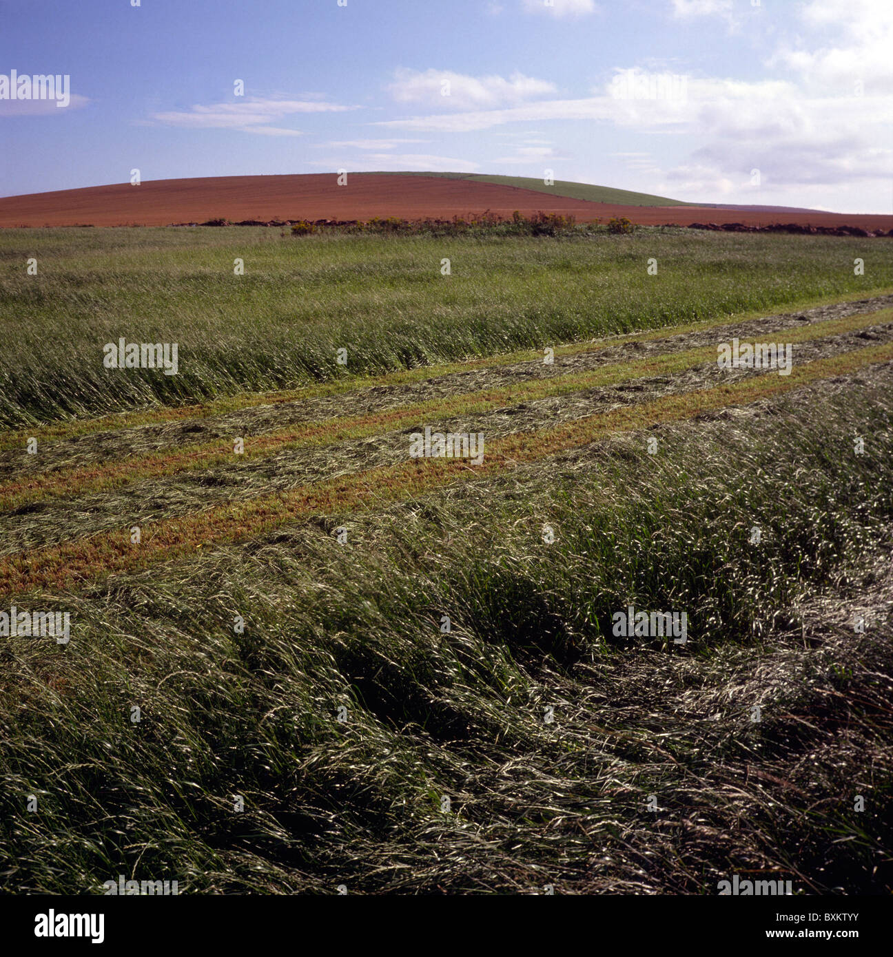 Chalk landscape hi-res stock photography and images - Alamy
