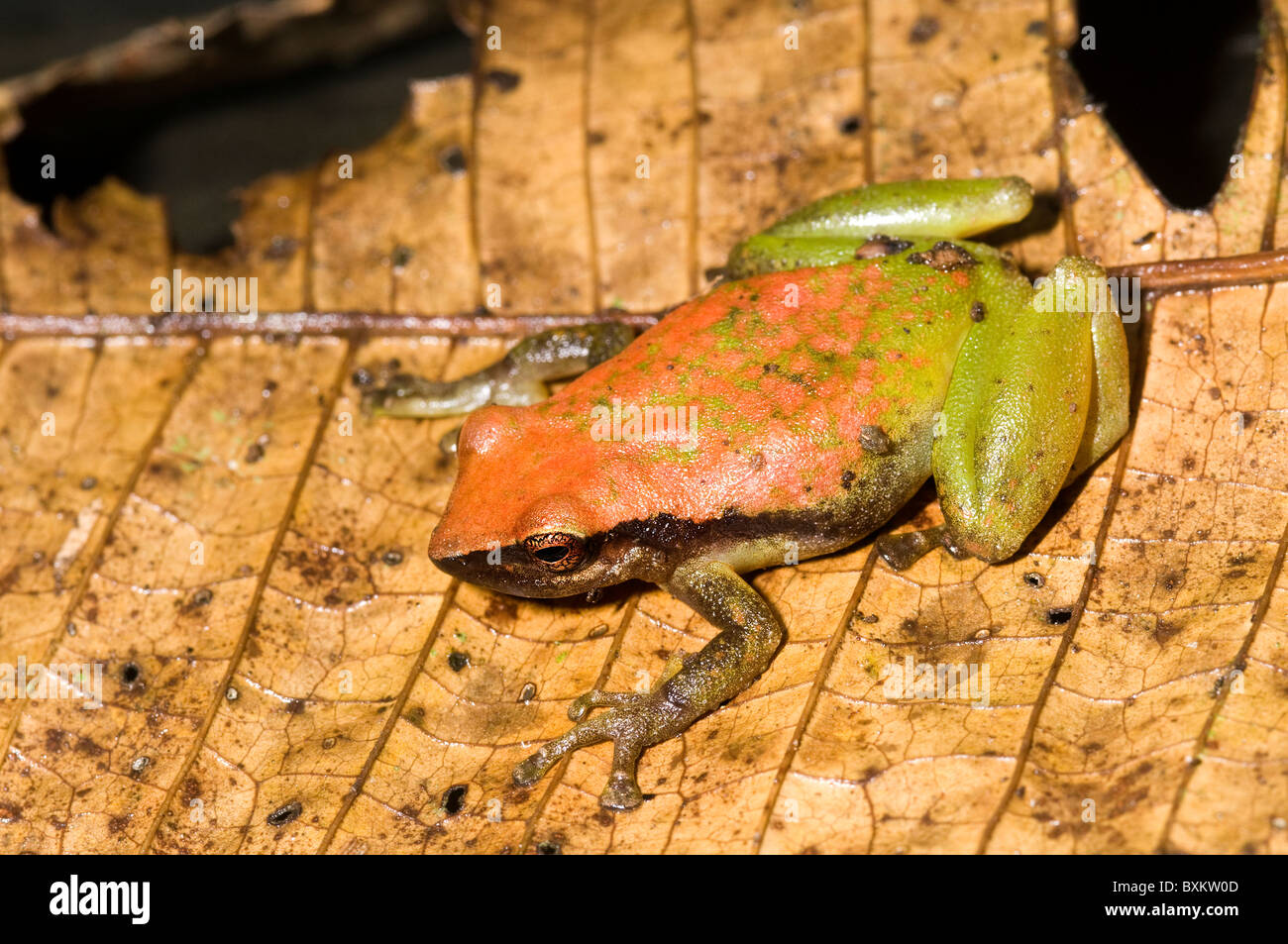 Pristimantis accuminatus frog from Ecuador Stock Photo - Alamy