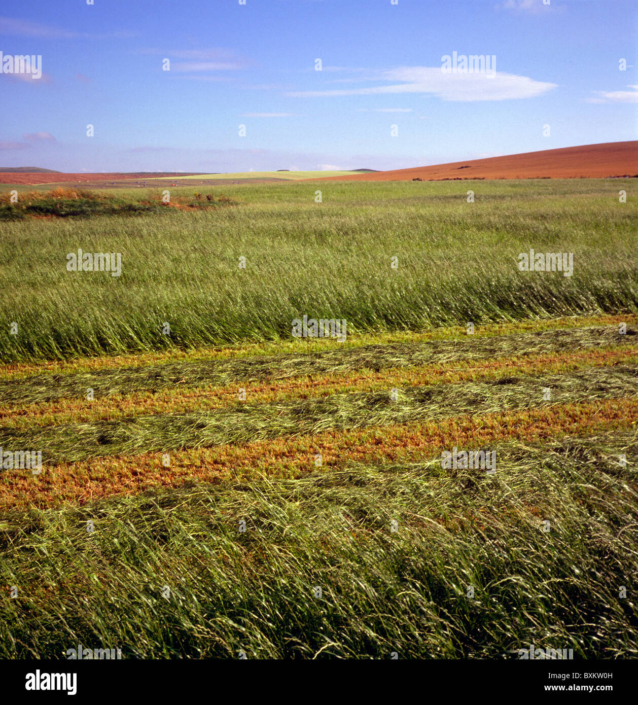 Upland downs hi-res stock photography and images - Alamy