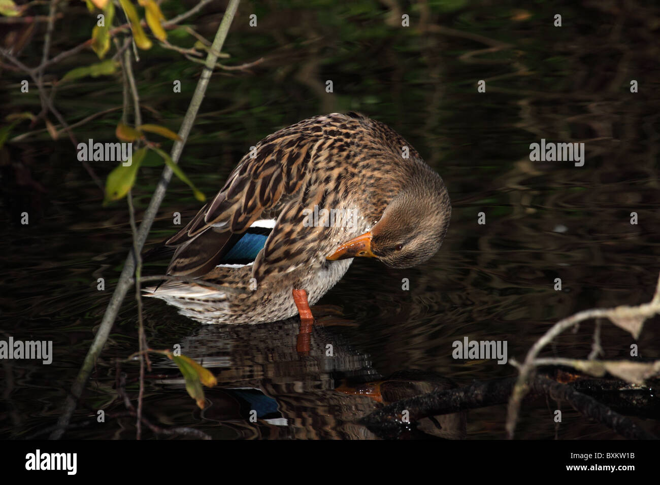 Mallard hen preening Stock Photo - Alamy
