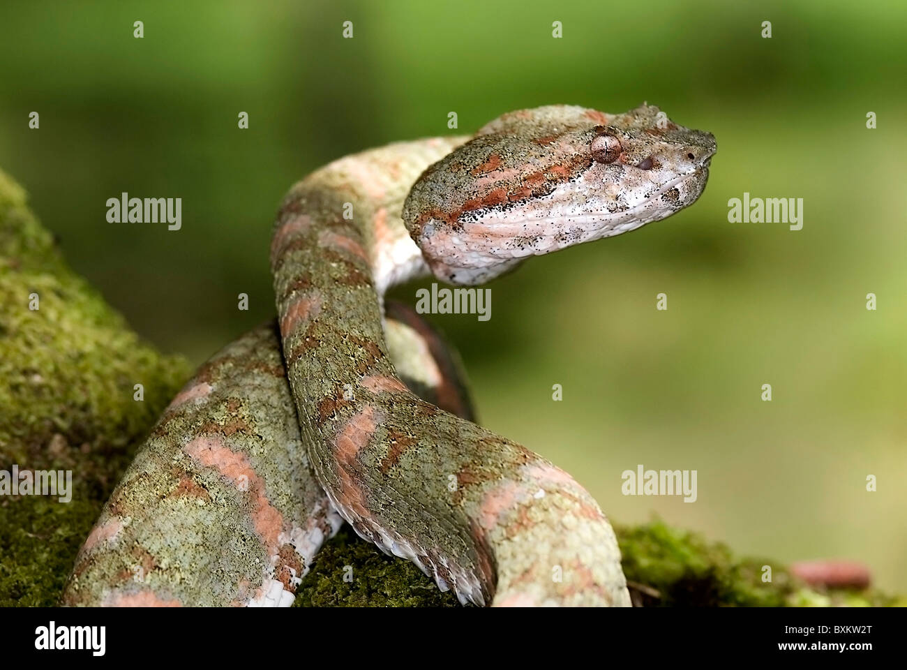 Green Eyelash Pit Viper