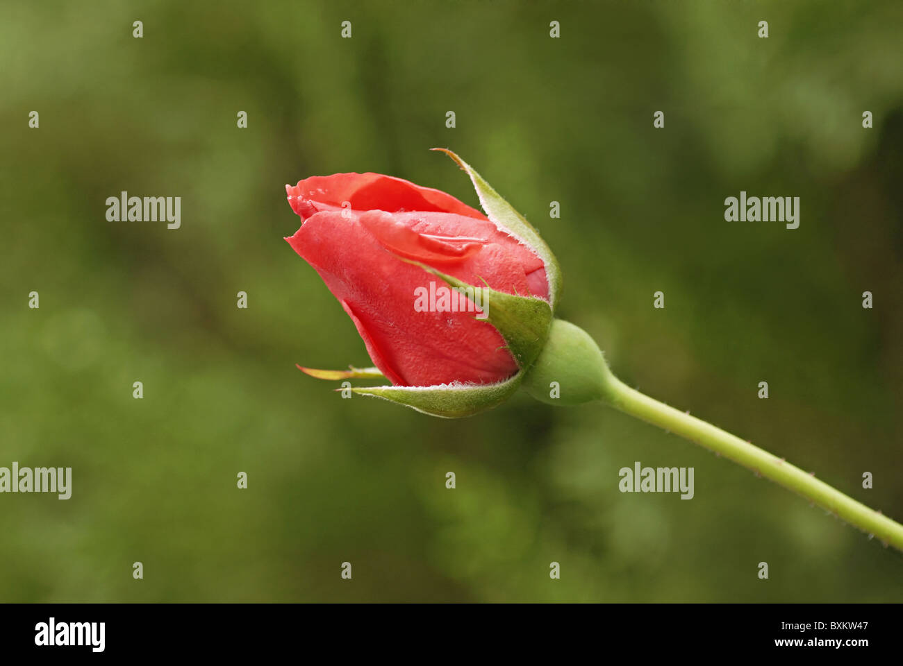 A rose bud Stock Photo - Alamy