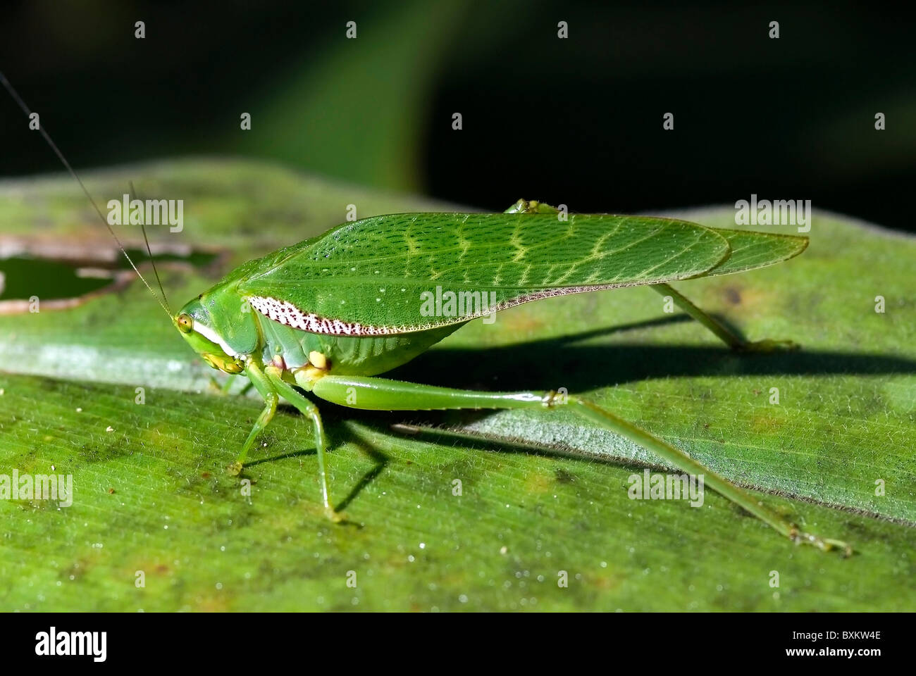 Leaf Katydid "Philophyllia guttulata" from Costa Rica Stock Photo - Alamy