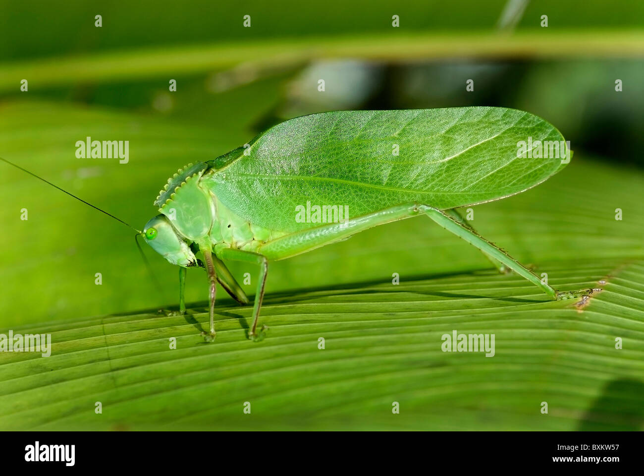 Leaf Katydid "Steirodon stali" from Costa Rica Stock Photo - Alamy