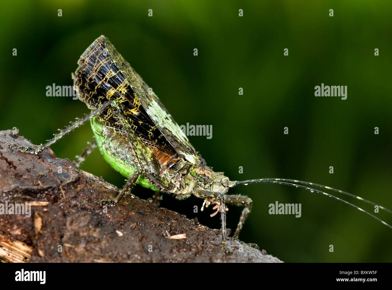 Moss Katydid "Haemodiasma tessellata" from Costa Rica Stock Photo - Alamy