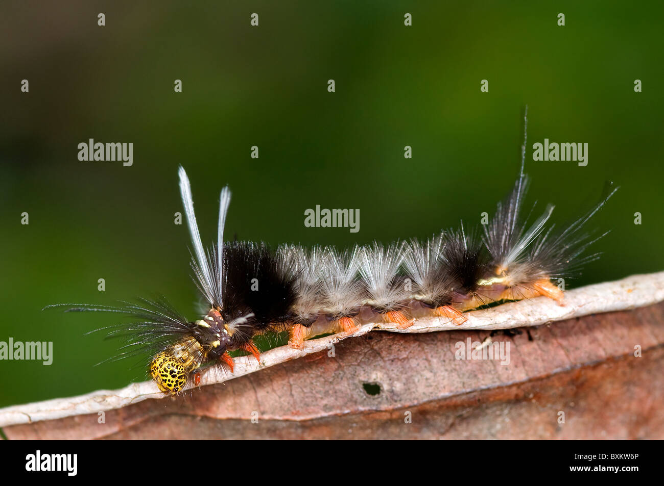 Colorful Arctiidae caterpillar from ecuador's rainforest Stock Photo ...