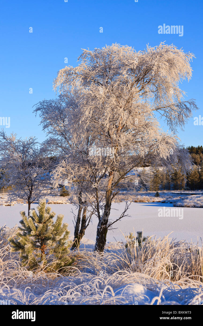 Birch trees in winter hi-res stock photography and images - Alamy