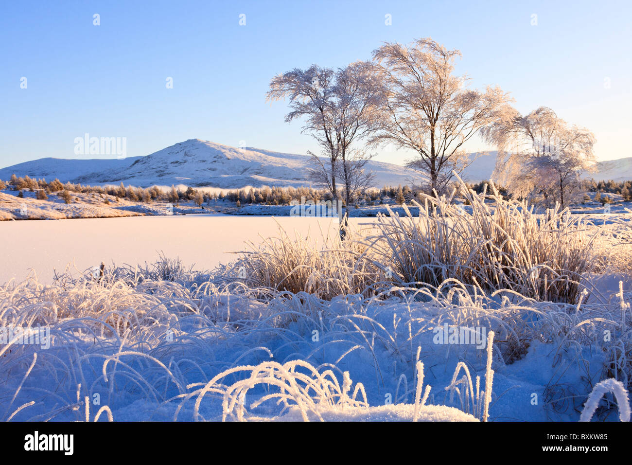 Silver Birch trees in a snow covered landscape on the isle of Lewis ...