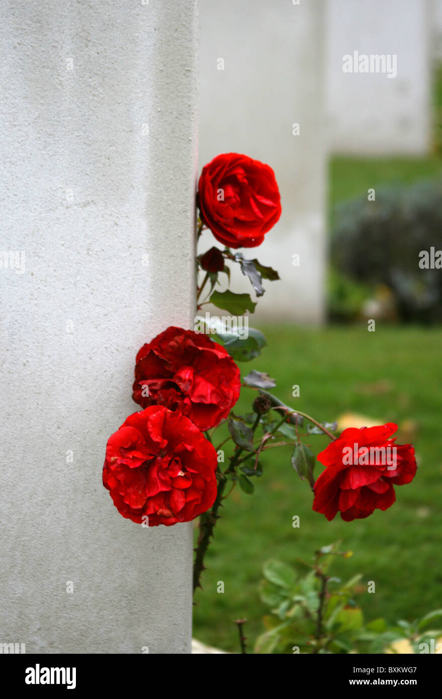Roses growing beside a head stone at Essex Farm Cemetery in Ypres ...