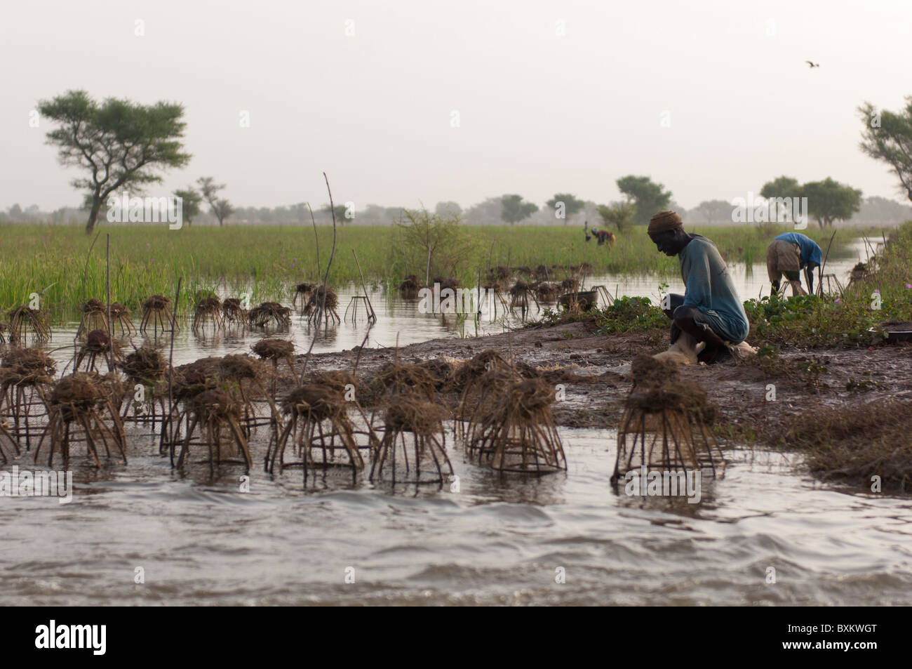 Bozo villagers catching fish with traps in the flooded fields of the ...