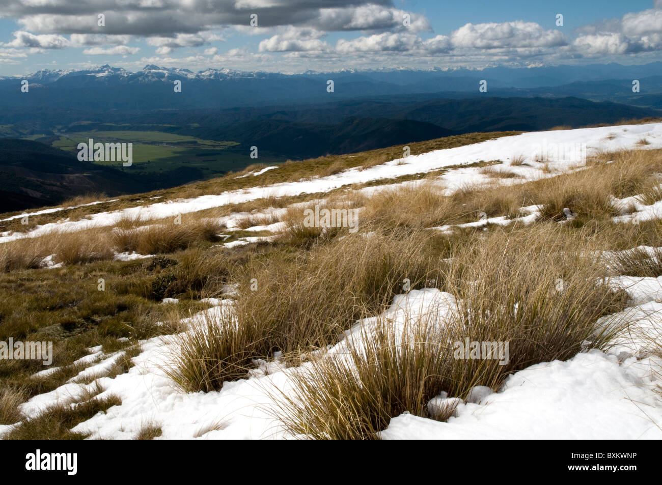 Snowy Tussock grass in Nelson Lakes Nationalpark Verschneites Tussock ...