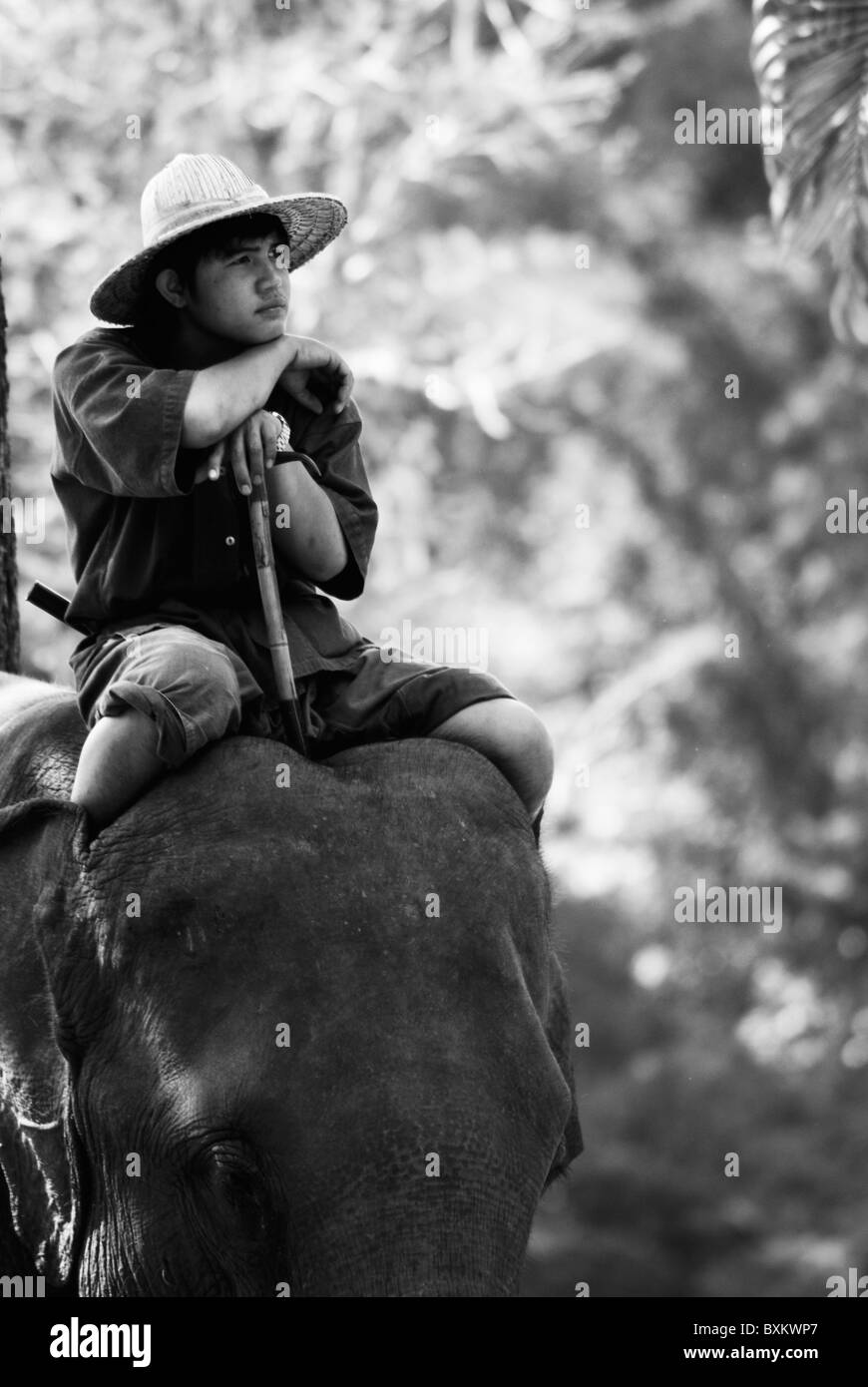 Portrait of a mahout on his elephant in Thailand Stock Photo - Alamy