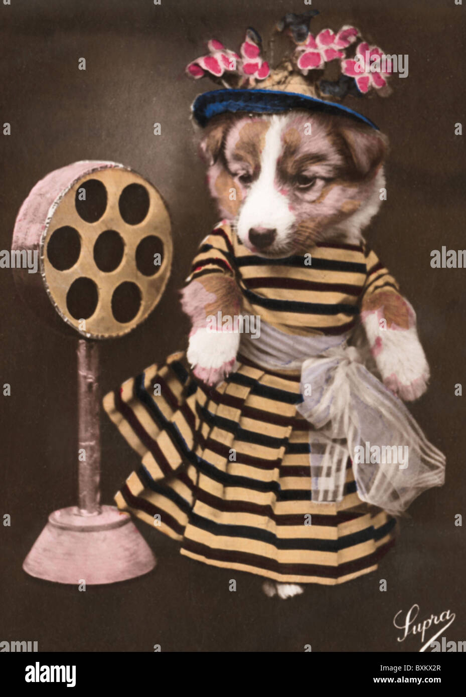 oddity, dog dressed as woman, with lady dress, hat and toy microphone ...