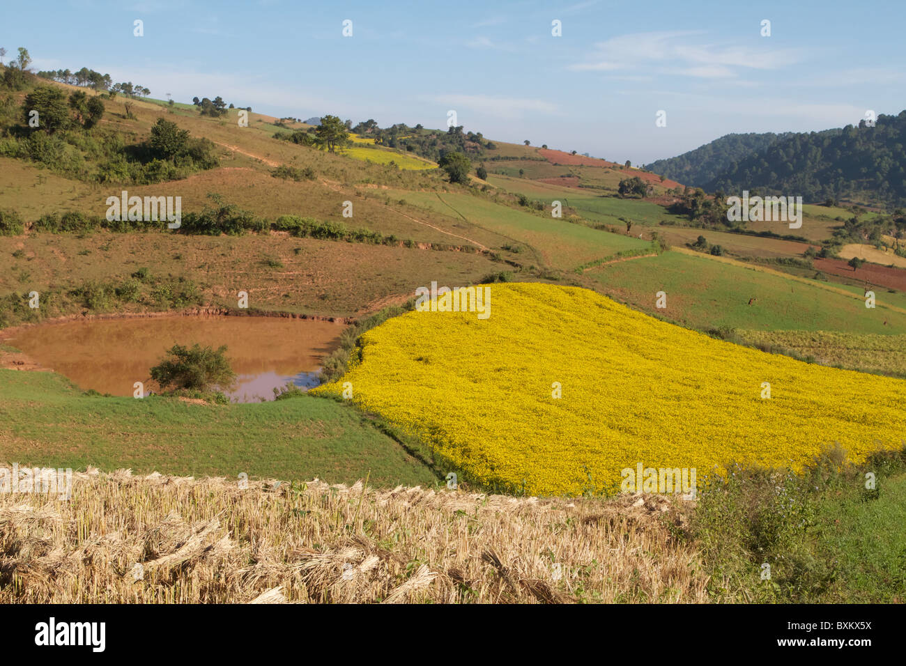 Kalaw hi-res stock photography and images - Alamy