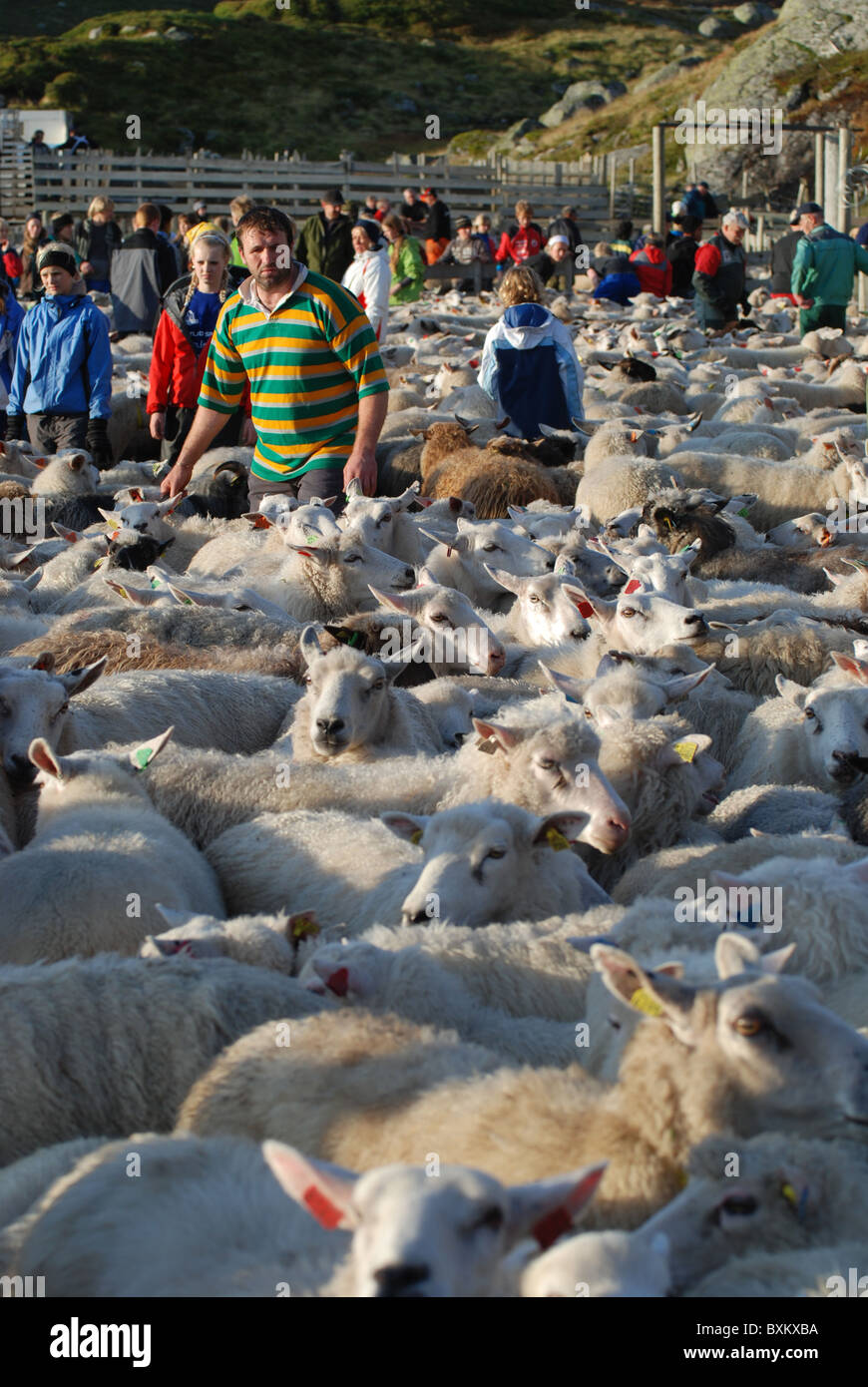 Sheep, A big flock of sheep, people working with sheep,nature mountain ...