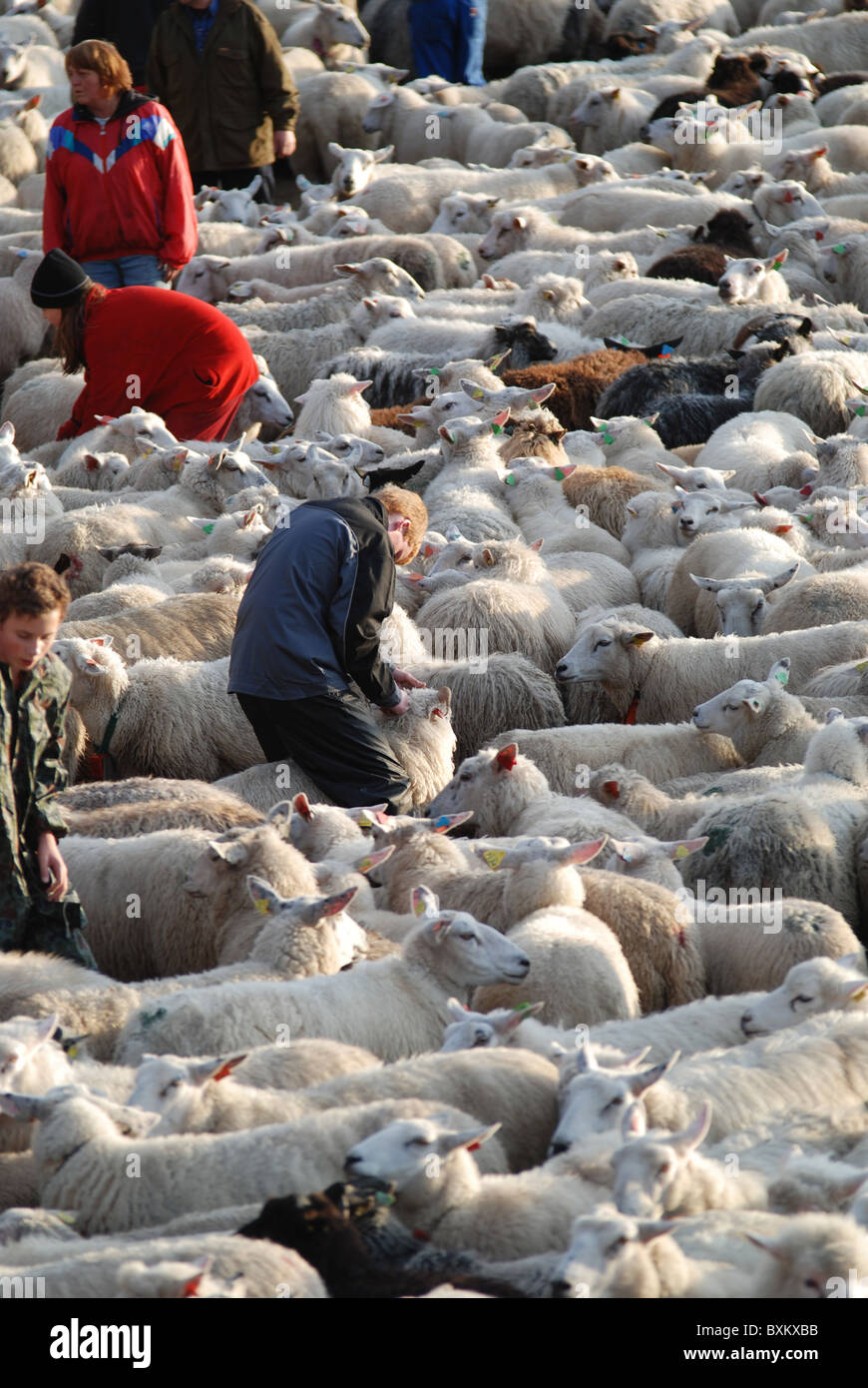 Sheep, A big flock of sheep, people working with sheep,nature mountain ...