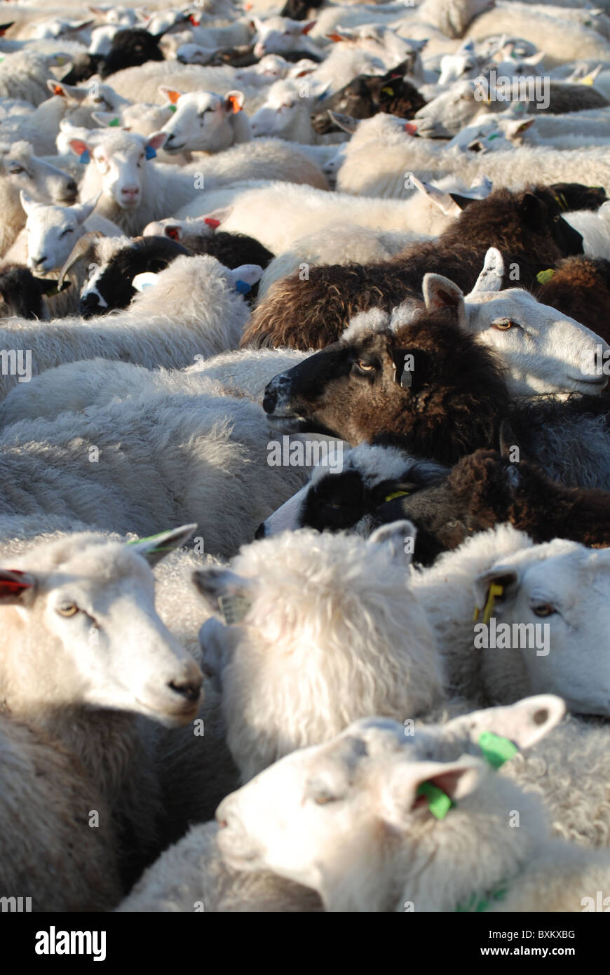 Sheep, A big flock of sheep, people working with sheep,nature mountain ...