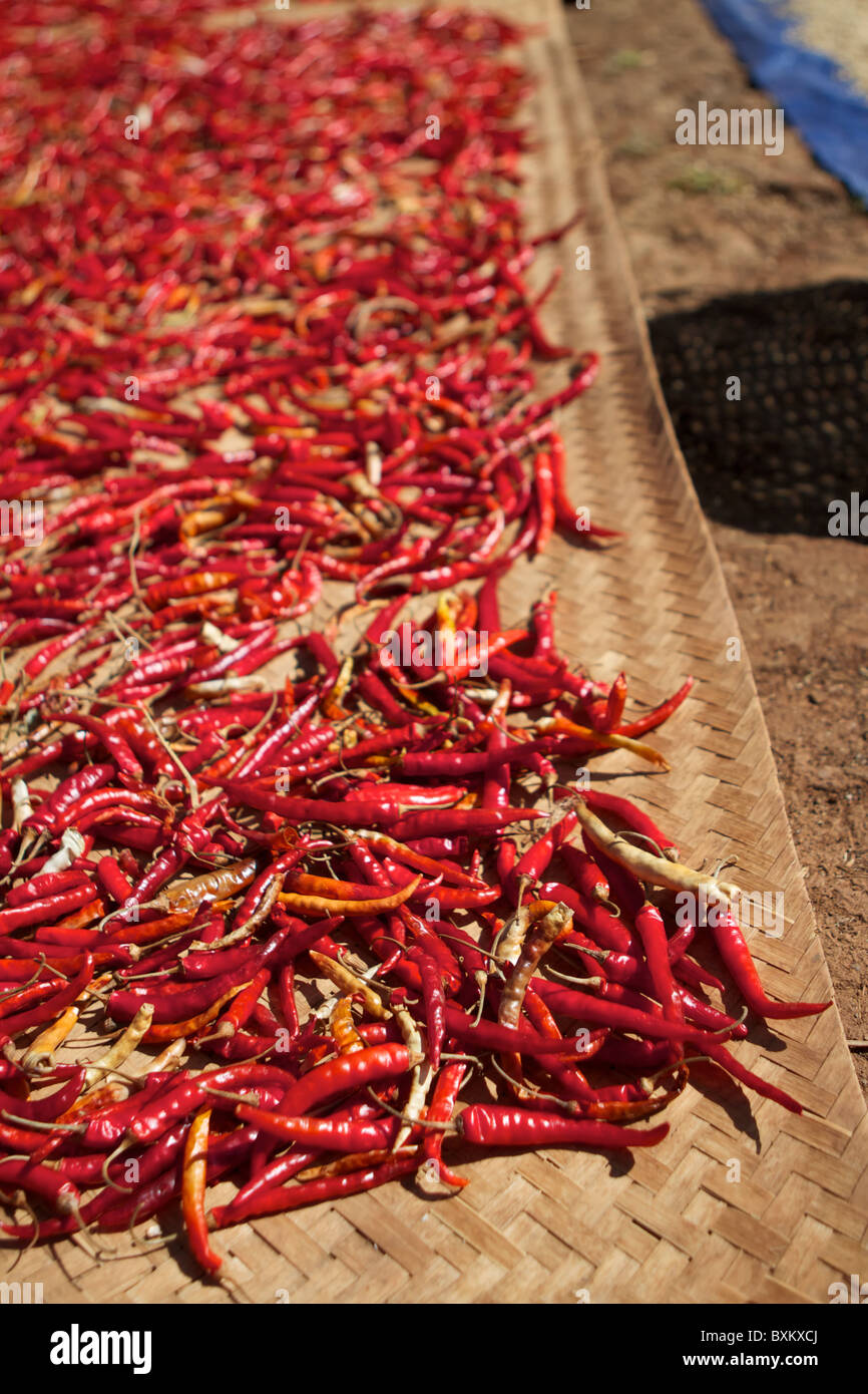 Chilies drying hi-res stock photography and images - Alamy
