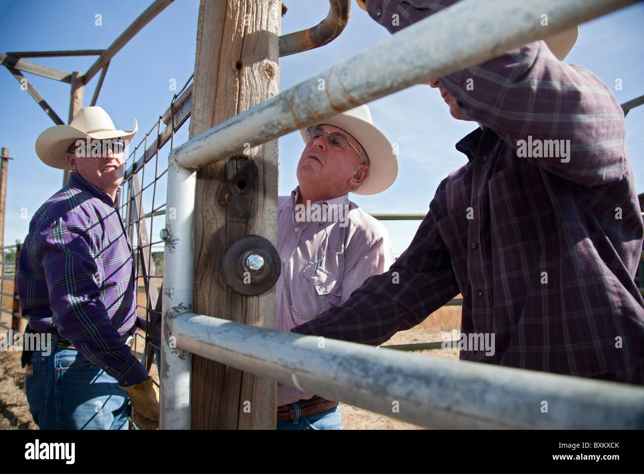 Ranchers Repair Gate on Cattle Chute on Cattle Ranch Stock Photo - Alamy