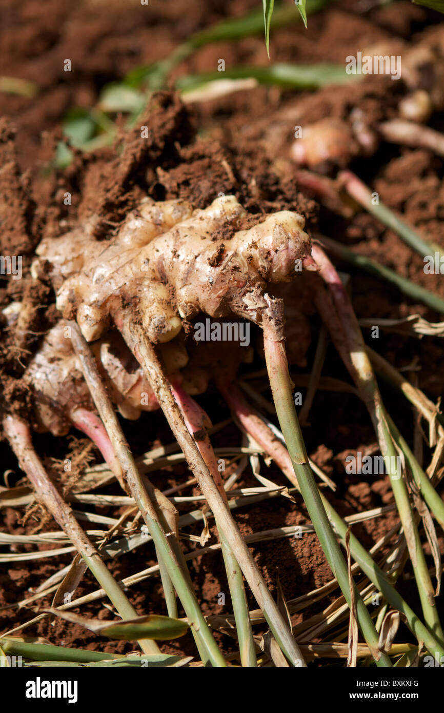 fresh burmese ginger Stock Photo - Alamy