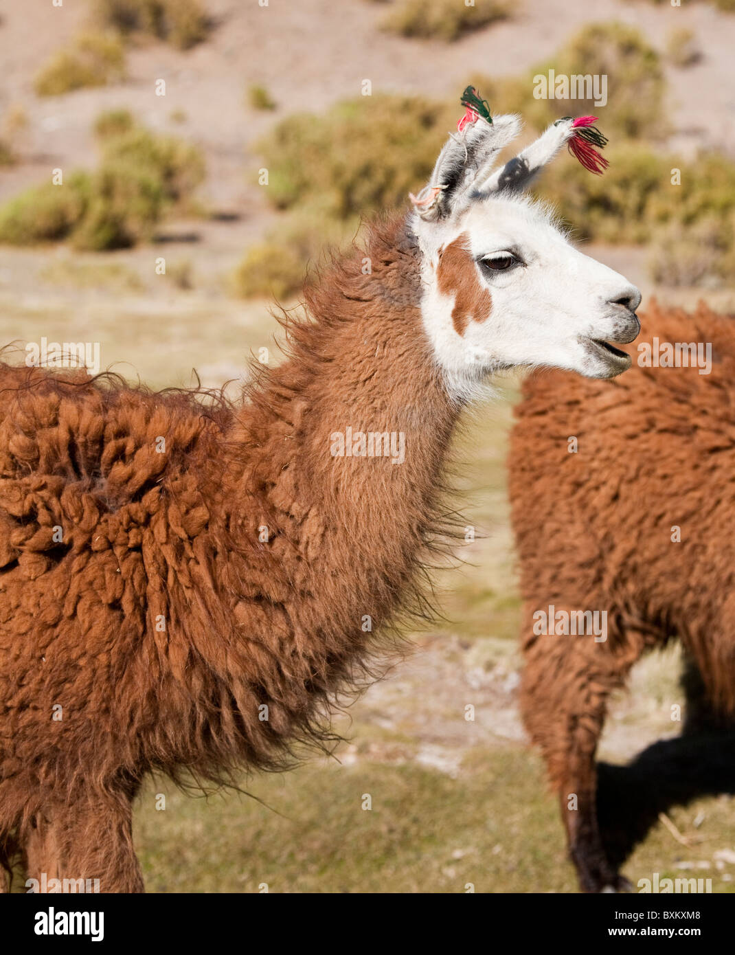 Llama bolivia hi-res stock photography and images - Alamy