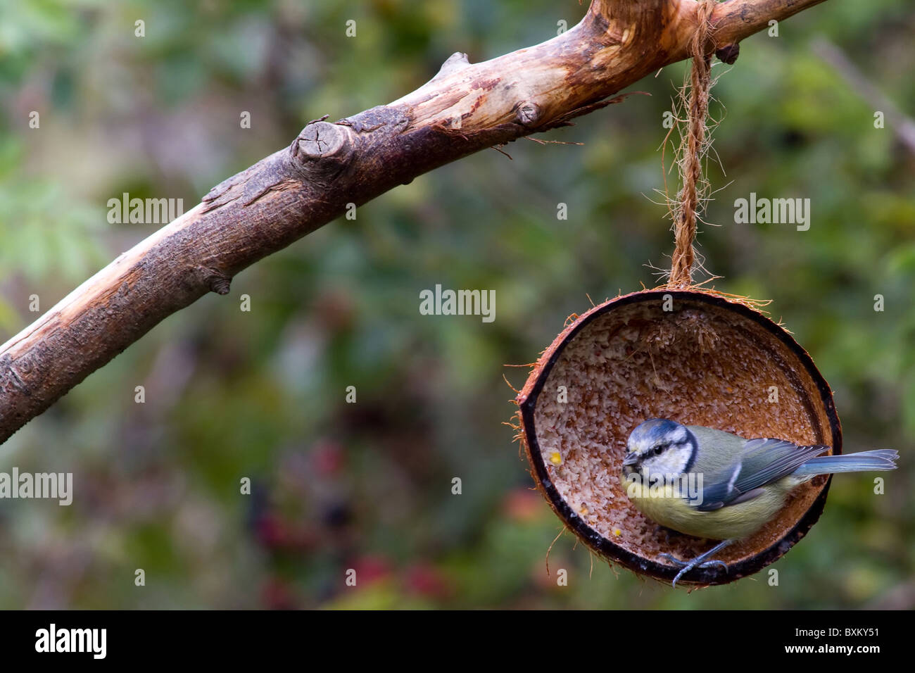Blue Tit (Parus caeruleus) perched in a coconut shell Stock Photo - Alamy