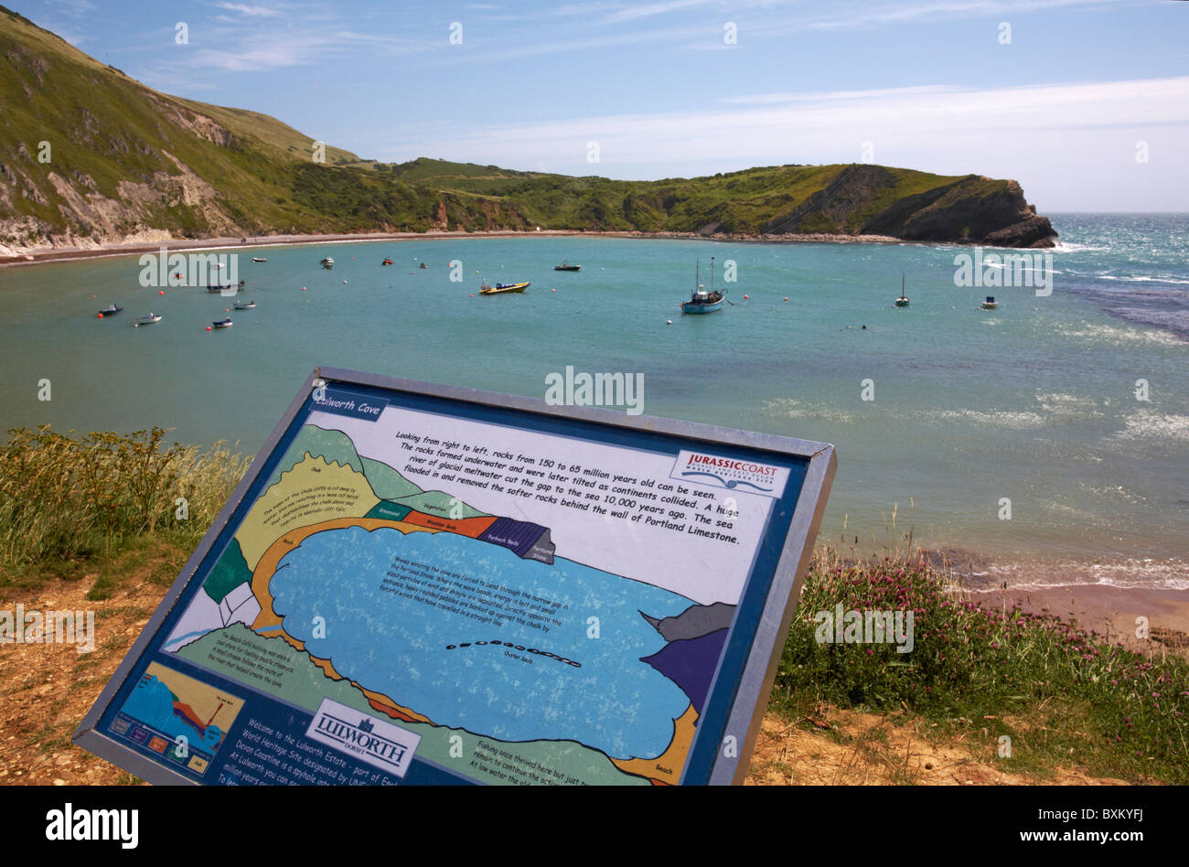 Lulworth Cove - information about the surrounding environment Stock ...