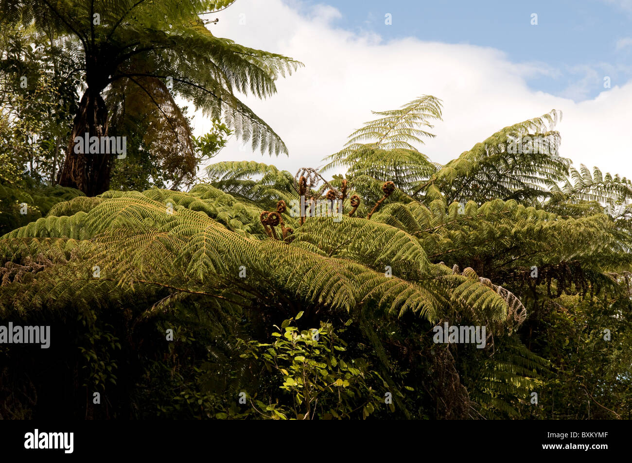 Tree fern in Abel Tasman Nationalpark Baumfarn im Abel Tasman ...