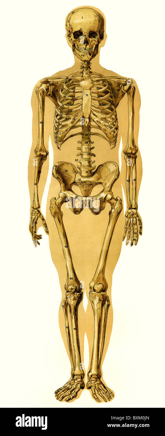 medicine, anatomy, human skeleton, medical illustration for education ...