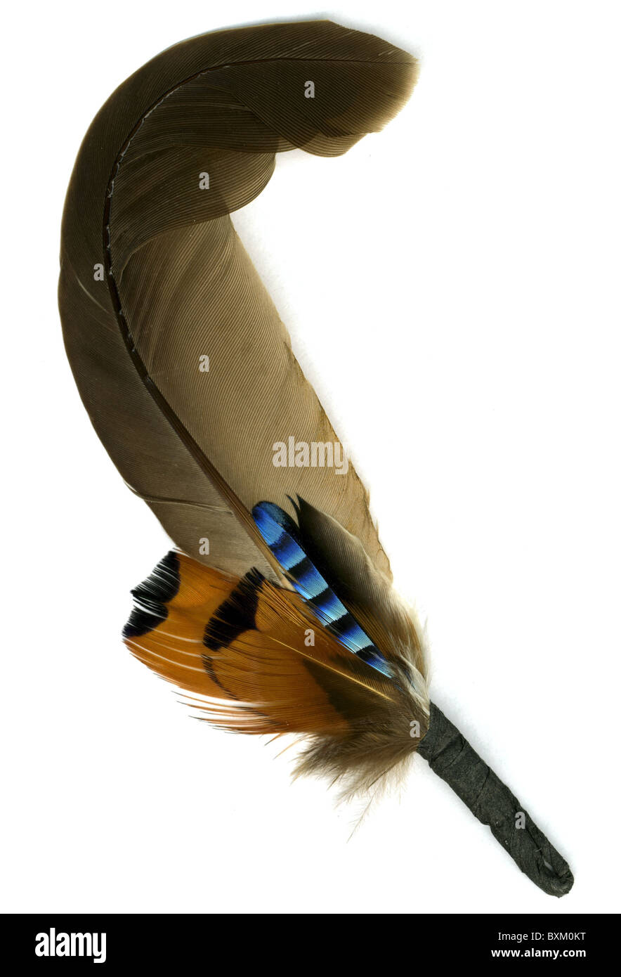 Featherdress hi-res stock photography and images - Alamy
