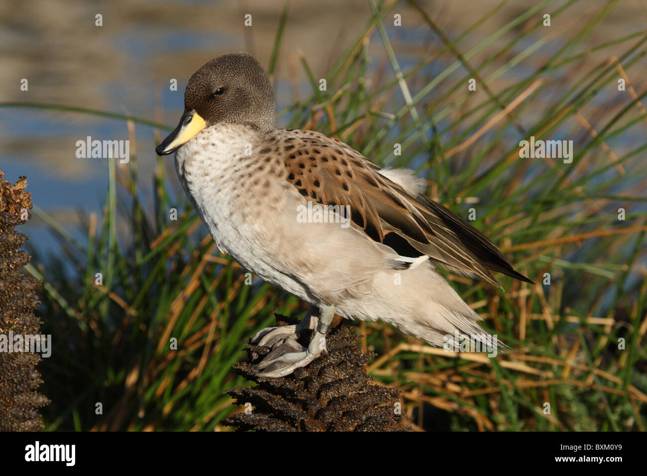 Sharp-winged Teal aka Speckled Teal (Anas flavirostris oxyptera Stock ...