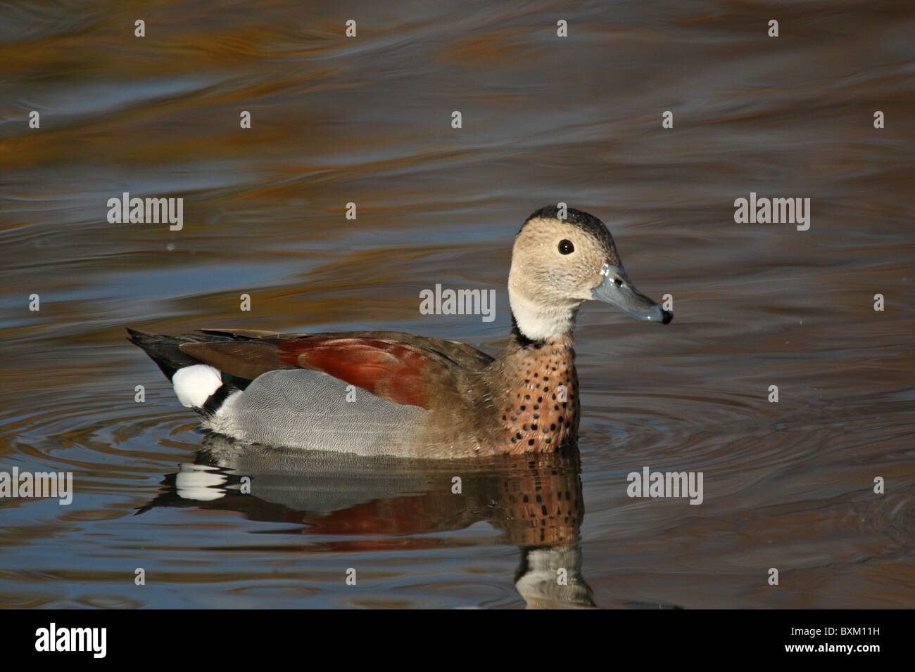 Ringed Teal (Callonetta leucophrys Stock Photo - Alamy