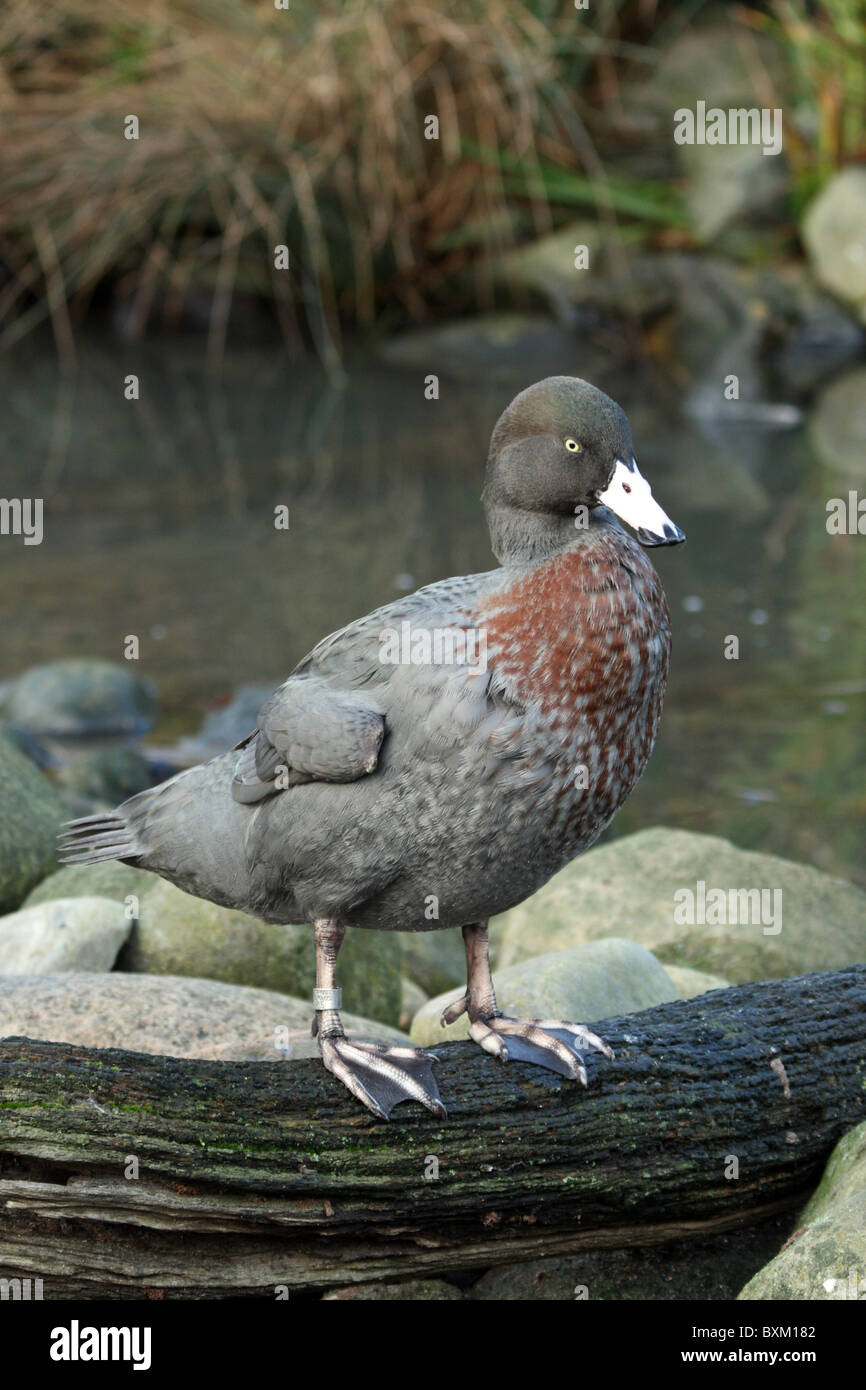 Blue Duck (Hymenolaimus malacorhynchos Stock Photo - Alamy