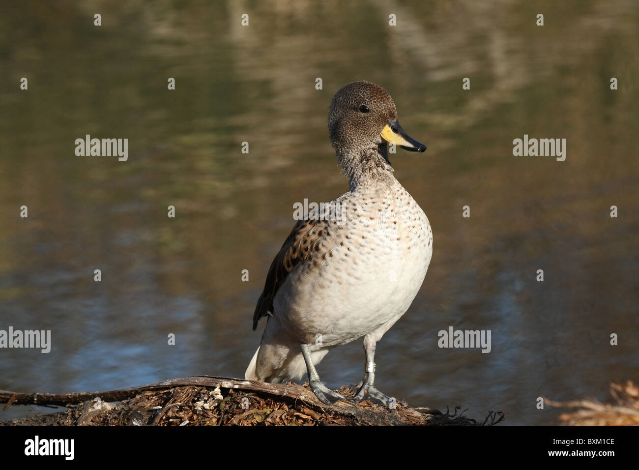 Sharp-winged Teal aka Speckled Teal (Anas flavirostris oxyptera Stock ...