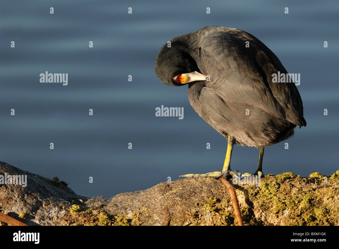 An American Coot preening Stock Photo - Alamy