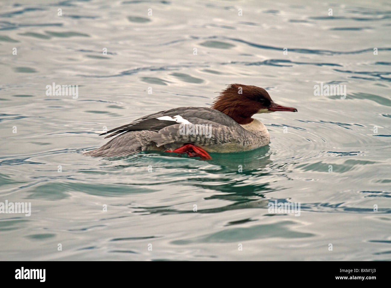 Goosander (Mergus merganser) - female Stock Photo - Alamy