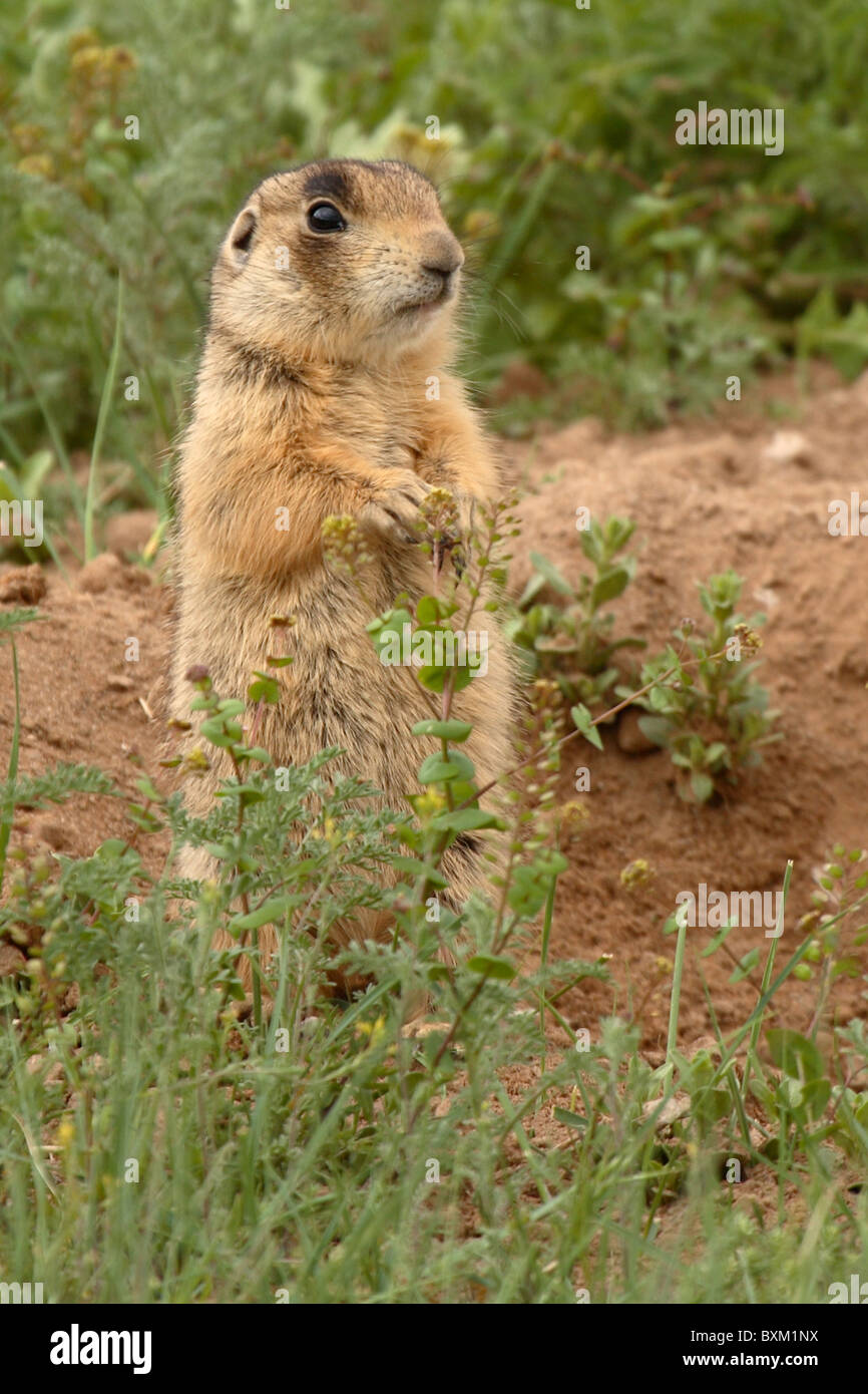 A baby Prairie Dog standing up to look around Stock Photo - Alamy
