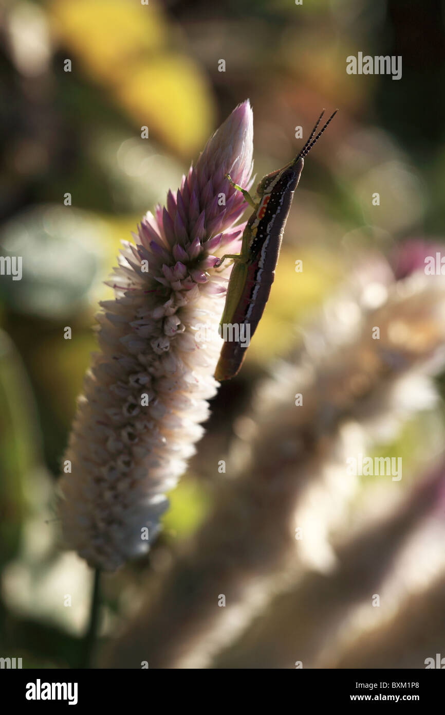 Indian grasshopper hi-res stock photography and images - Alamy