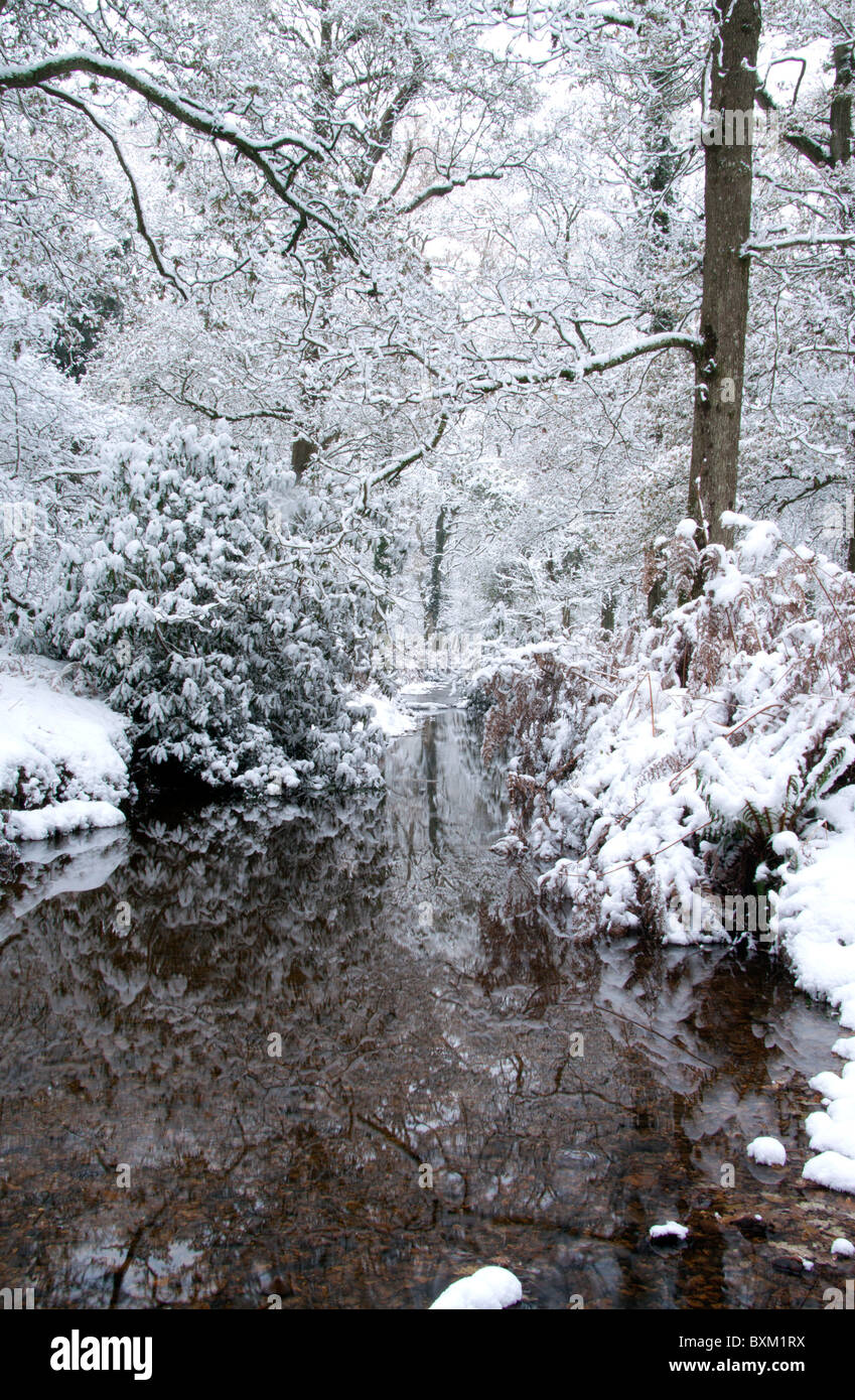 Tree Snow New Forest England