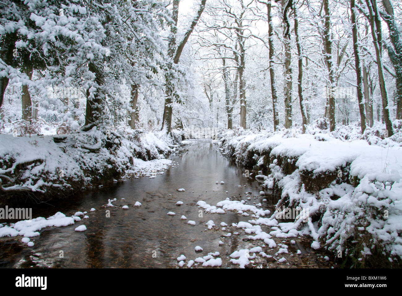 Tree Snow New Forest England