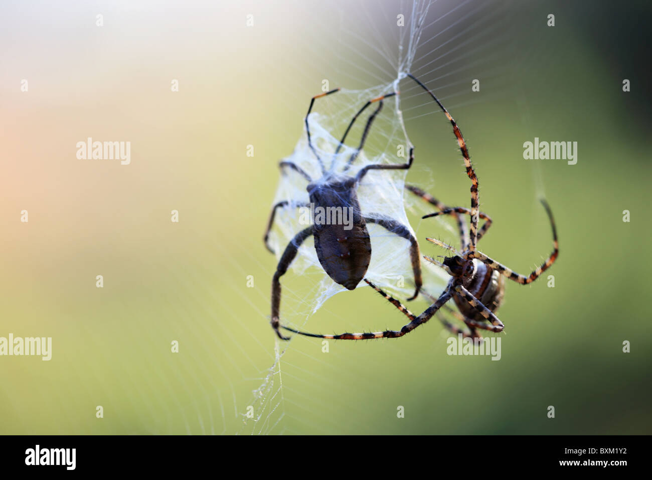 Spider wrapping up a big bug Stock Photo - Alamy