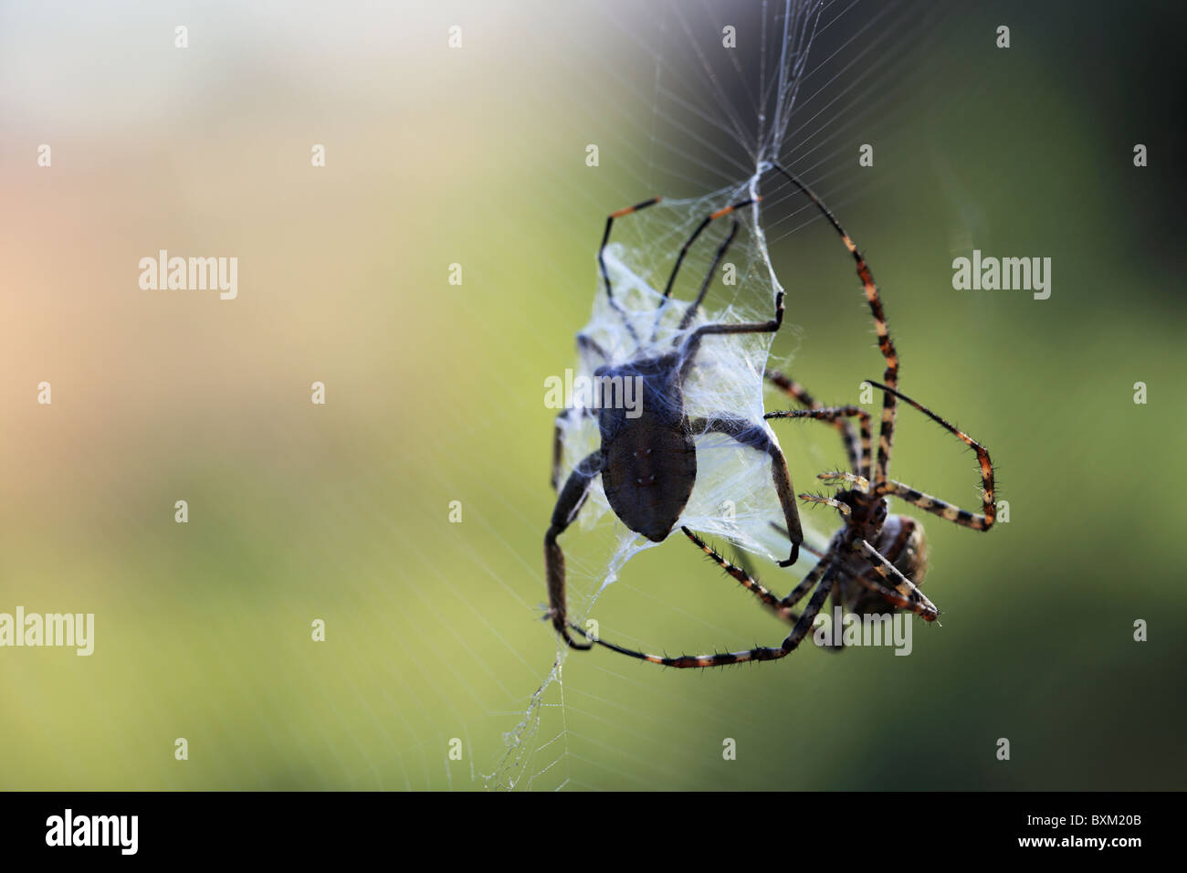 Spider wrapping up a big bug Stock Photo - Alamy